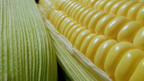 Corn Harvest Macro Photography Corn Cobs Stock Footage Video (100% ...