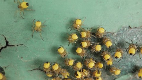Cluster Baby Spiders European Garden Spider Stock Footage Video (100% ...