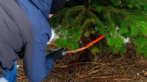 Christmas Tree Saws Christmas Tree Sawchristmas Stock Footage Video ...