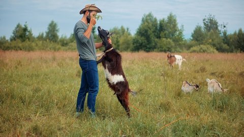 Cowboy Farmer Feeds Goat Farmer Ranch Stock Footage Video (100% Royalty ...