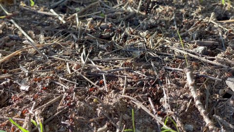 Closeup Colony Ants On Their Anthill Stock Footage Video (100% Royalty ...