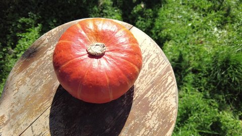 Hokkaido Pumpkin Top View Hokkaido Pumpkin Stock Footage Video (100% ...