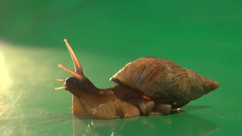 African Giant Snail Achatina On Green Stock Footage Video (100% Royalty ...