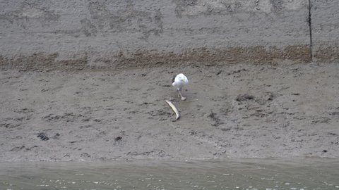 Hungry Gull Pooping Near Dead Heel Stock Footage Video (100% Royalty ...