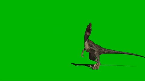 Velociraptor Attacking On Green Screen Stock Footage Video (100% ...