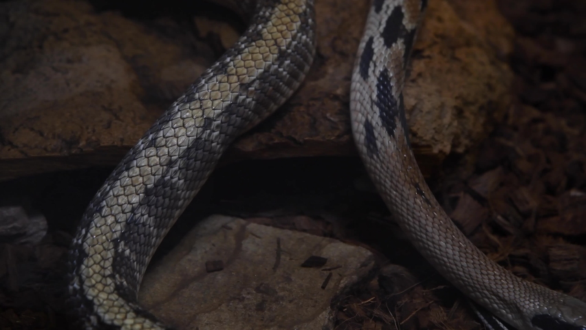 273 Corn Snakes Stock Video Footage - 4K and HD Video Clips | Shutterstock