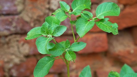Withania Somnifera Plant Known Ashwagandha Indian Stock Footage Video ...
