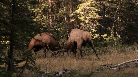 Bull Elk Fighting During Rut Stock Footage Video (100% Royalty-free ...