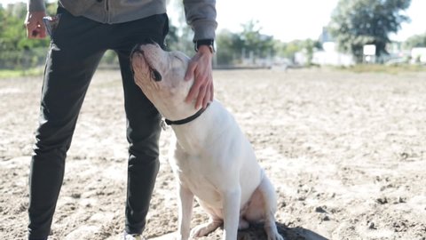 Young Man Training White American Bully Stock Footage Video (100% ...