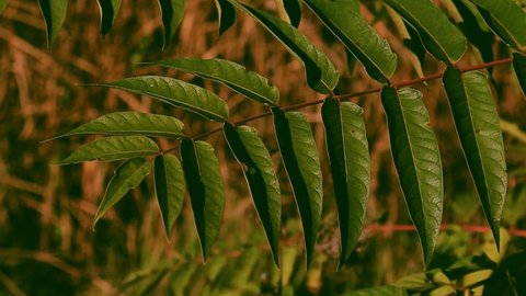 Closeup View Shaking Leaves Wind Plant Stock Footage Video (100% ...