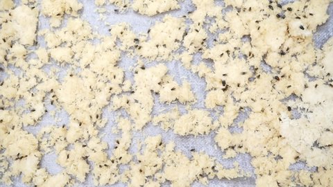 Footage Stale Rice Covered Flies Stock Footage Video (100% Royalty-free ...