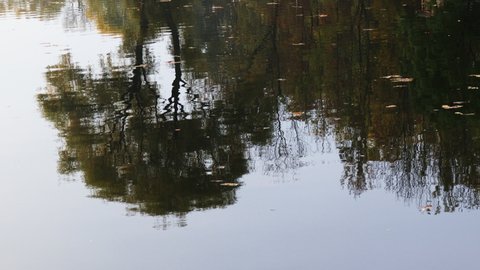 Tree Reflection Lake Water Surface Hard Stock Footage Video (100% ...