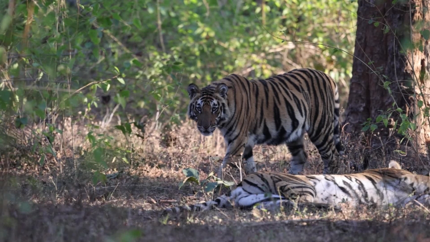 35,266 Tiger Stock Video Footage - 4K and HD Video Clips | Shutterstock