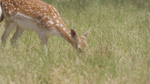 Deer Eating Grass Field Stock Footage Video (100% Royalty-free ...