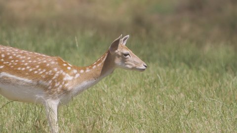 Deer Chewing On Food Filmpac Collection Stock Footage Video (100% ...