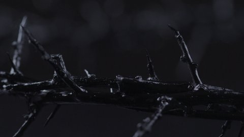 Macro Closeup Ominous Black Crown Thorns Stock Footage Video (100% ...