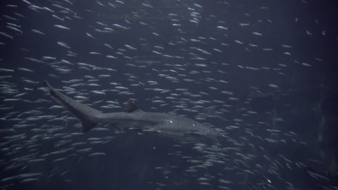 Shark Swims Dark Water School Fish Stock Footage Video (100% Royalty ...