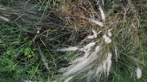 White Catkin Flower Circling Aerial View Stock Footage Video (100% ...