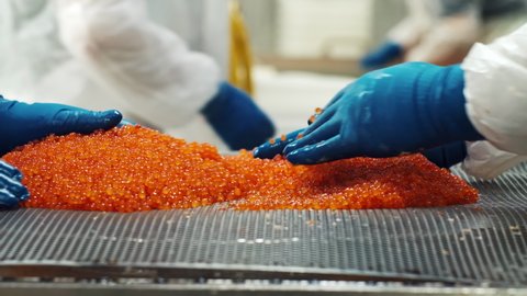 413 Caviar Processing Stock Video Footage - 4K and HD Video Clips | Shutterstock