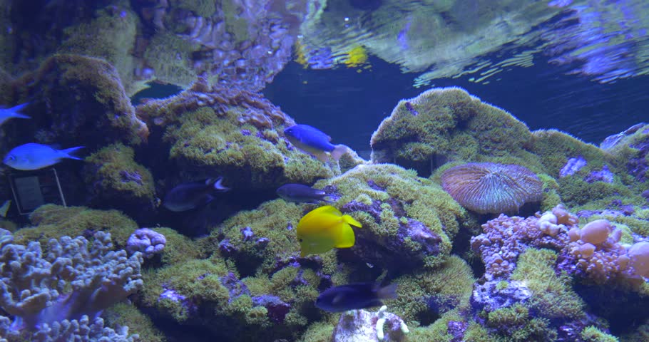 pomacanthusarusetta asfur purple moon angel yellow Stock Footage Video ...