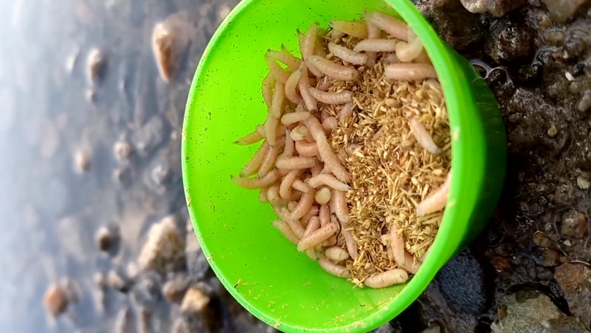MAGGOTS-IN-BOX Footage, Videos and Clips in HD and 4K - Avopix.com