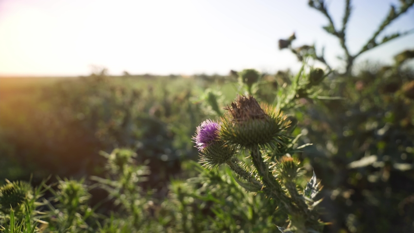 29 Weed Png Stock Video Footage - 4K and HD Video Clips | Shutterstock