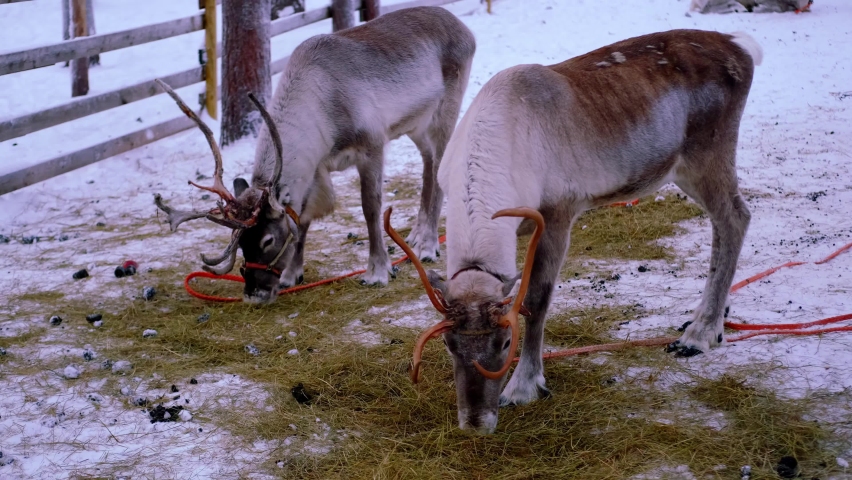 9,073 Reindeer Santa Stock Video Footage - 4K and HD Video Clips ...