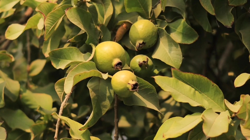1,382 Guava Tree Stock Video Footage - 4K and HD Video Clips | Shutterstock