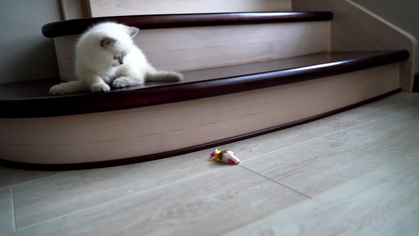 Cat playing with toy mouse image - Free stock photo - Public Domain ...