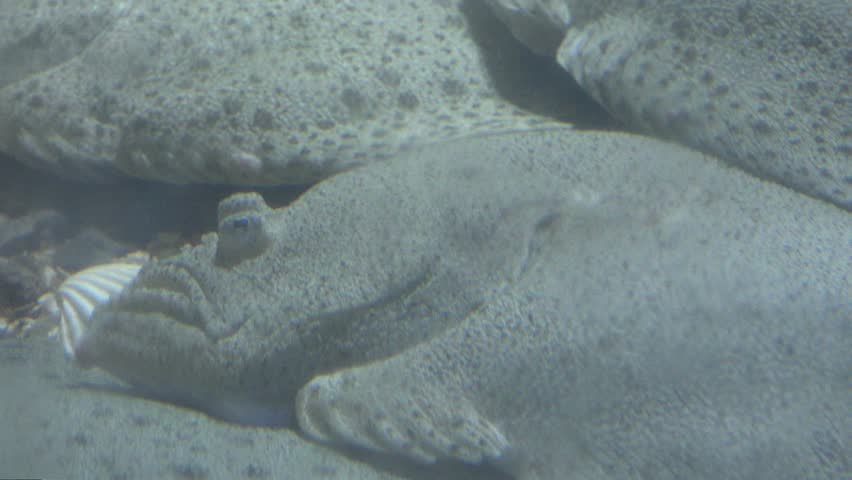 Halibut Under Water Stock Footage Video (100% Royalty-free) 10967030 ...