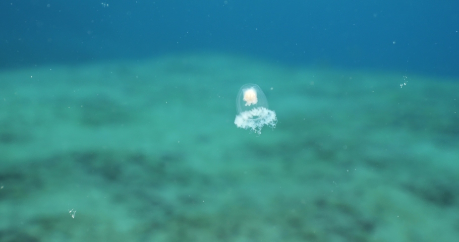 TURRITOPSIS-DOHRNII Footage, Videos and Clips in HD and 4K - Avopix.com