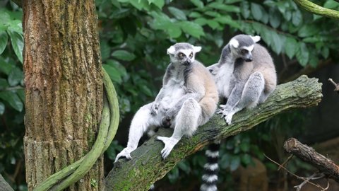 Ringtail Lemur Jumping Rock Group Lemurs Stock Footage Video (100% ...