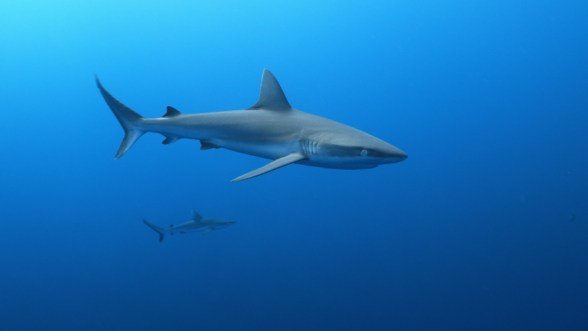 941 Hammerhead Sharks Stock Video Footage - 4K and HD Video Clips ...