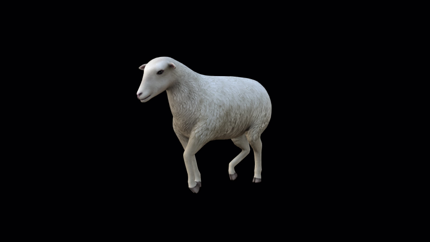 535 Chicken 2d Videos