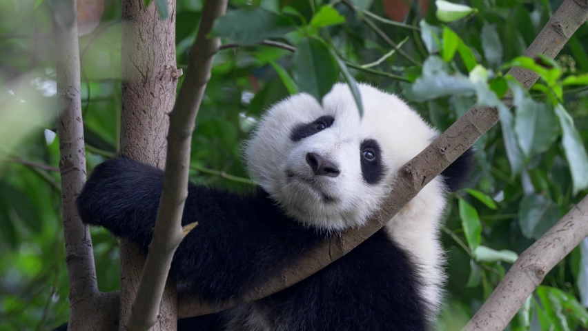 10,513 Panda Stock Video Footage - 4K and HD Video Clips | Shutterstock
