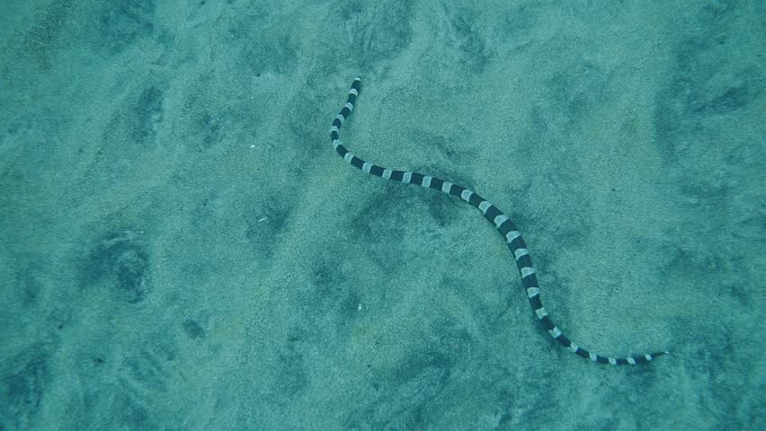 Sea Snake Stock Video Footage | Royalty Free Sea Snake Videos | Pond5