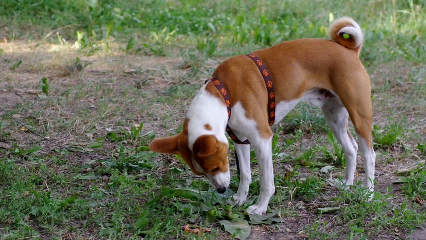 Gorgeous Basenji Dog Playing with 스톡 동영상 비디오(100% 로열티 프리) 10983653 ...