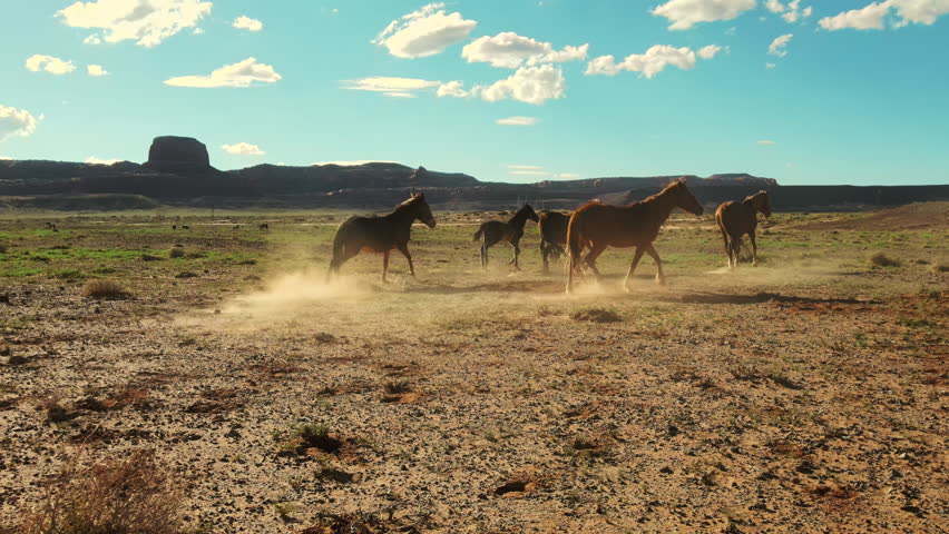 Horse Running Isolated Stock Video Footage | Royalty Free Horse Running ...