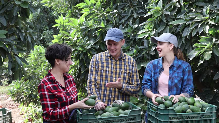 Avocado Grove Stock Video Footage | Royalty Free Avocado Grove Videos ...