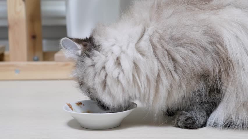 Cat Eating Stock Video Footage | Royalty Free Cat Eating Videos | Pond5
