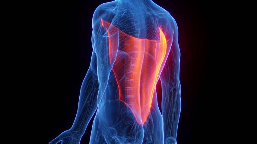 Back Muscle Stock Video Footage | Royalty Free Back Muscle Videos | Pond5