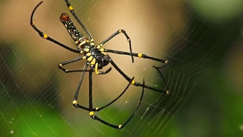 big spider web Stock Footage Video (100% Royalty-free) 1099714 ...