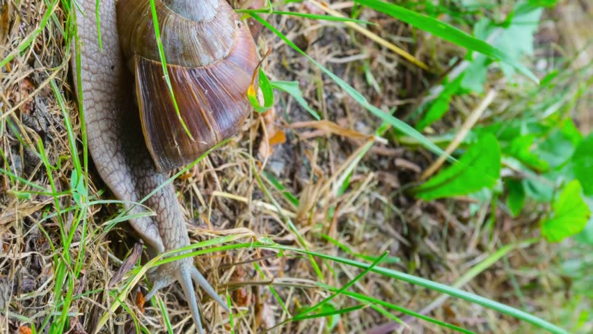 Pomatia snail slowly ejects eyestalks and tentacles and carefully ...