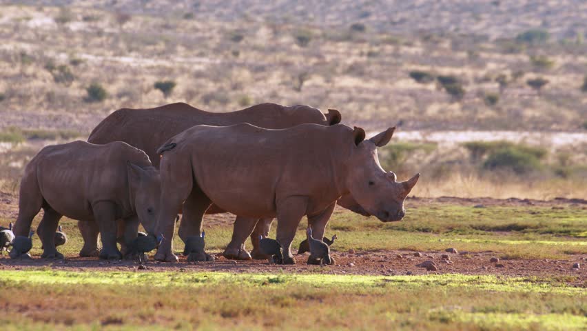 Rabbit Family Stock Video Footage | Royalty Free Rabbit Family Videos ...