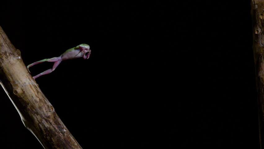 Flying Frog Videos: 4K and HD Video Clips for Download