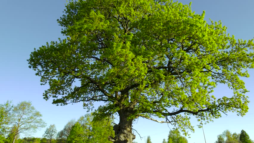 Big Tree Drawing Stock Footage ~ Royalty Free Stock Videos | Pond5