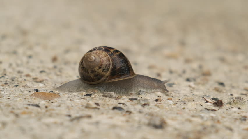 Detailed snail crawling across the ground image - Free stock photo ...