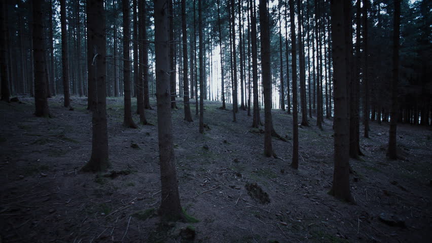 Steadicam Shot Through Dark Forest Stock Footage Video (100% Royalty ...