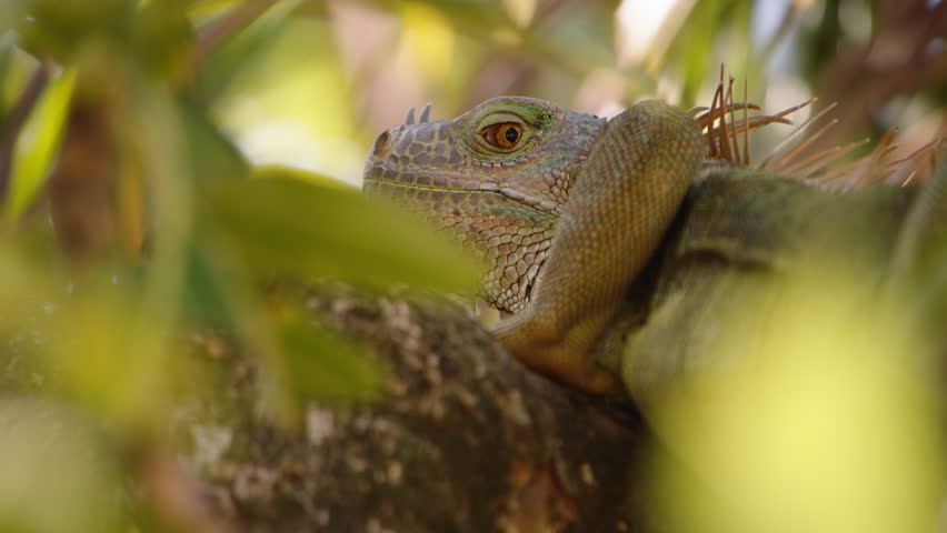 Lizard in forest tree in Costa Rica image - Free stock photo - Public ...