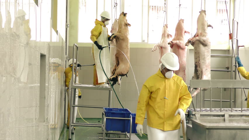 very explicit scene professional butcher slaughterhouse: video de stock ...